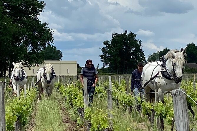 Wine Tour - Château Labrie Saint Emilion Grand Cru - Why This Tour Shines