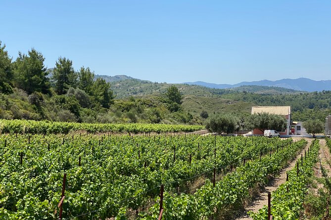 Winery Tour, Tasting and cooking with the Winemaker in Rhodes - The Culinary Adventure: Cooking with the Winemaker