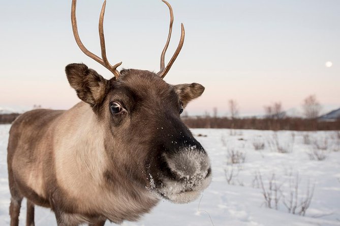 Winter Fjord Road Trip with Citizen Science with Wandering Owl - Savoring the Arctic: Homemade Lunch & Refreshments
