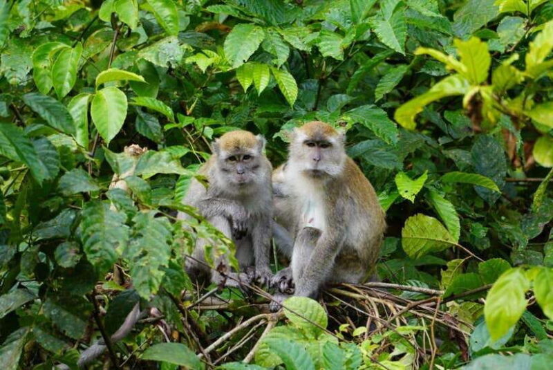 Wonderfull Orangutan Sumatera Jungle Trekking and tour - FAQs About the Wonderfull Orangutan Sumatera Jungle Trekking and Tour