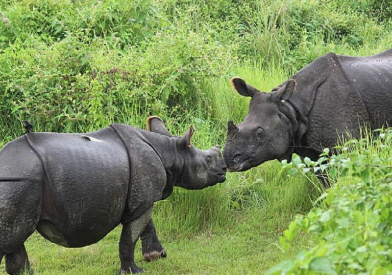 Wonders of Wildlife: 4-Day Chitwan National Park Tour - Wildlife Safaris and Nature Walks