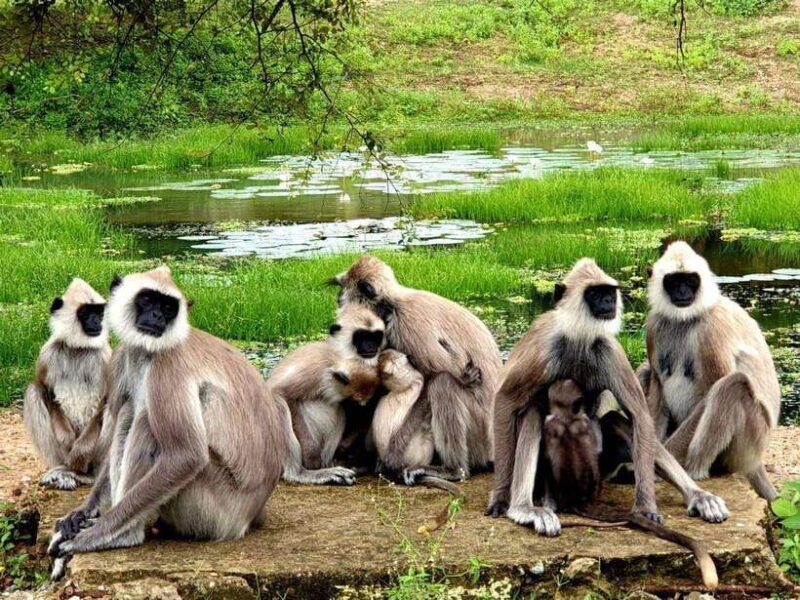 Yala National Park: 7 hour & 12 hour Leopard Safari Tours - What Reviewers Say