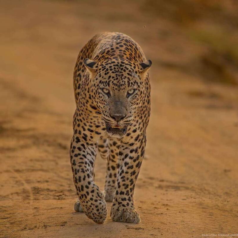 Yala National Park: 7 hours or 12 hours Leopard Wild Safari - How the Itinerary Unfolds