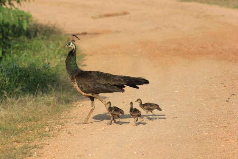 YALA National Park (7 - hours) Wildlife Safari Tour - What We Love About This Safari