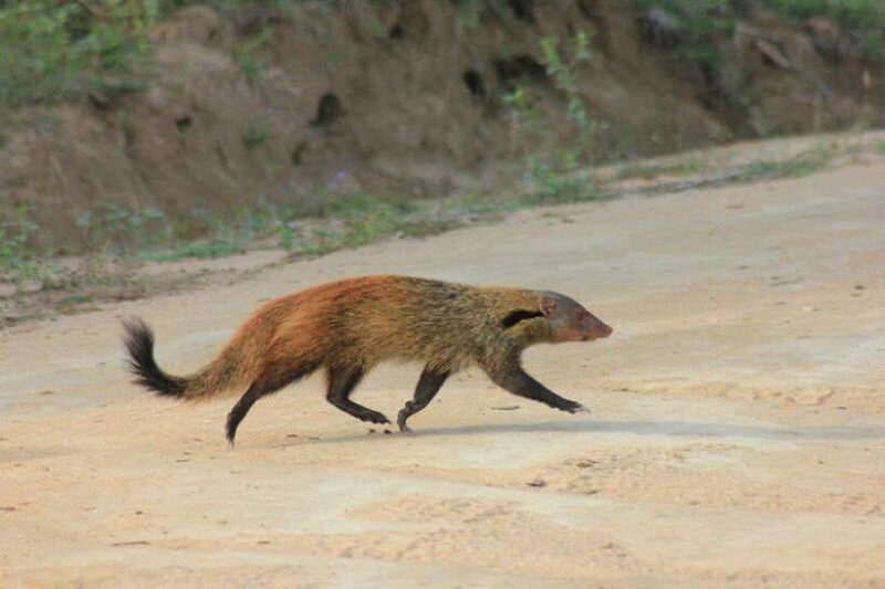 YALA National Park - Full Day Wildlife Safari with Lunch - Why You Should Consider This Safari