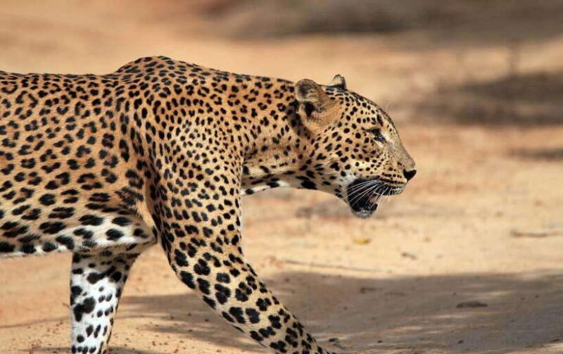 YALA National Park - HALF DAY or FULL DAY TOUR - Final Thoughts