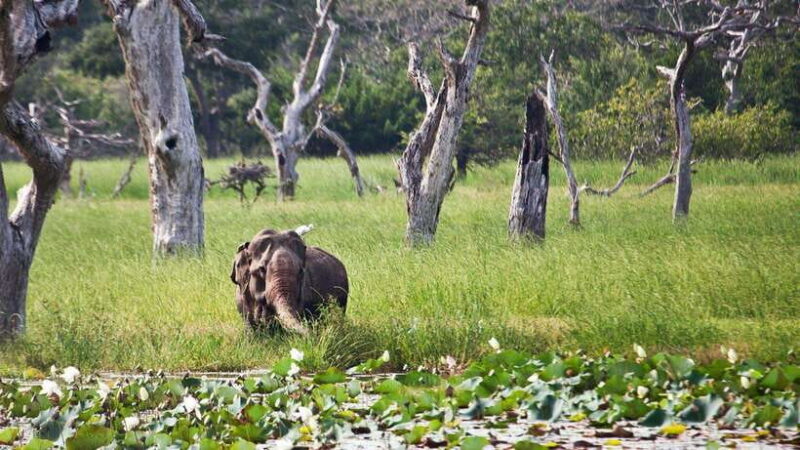 Yala National Park: Jeep Safari From Colombo and Negombo - Analyzing the Price and Value