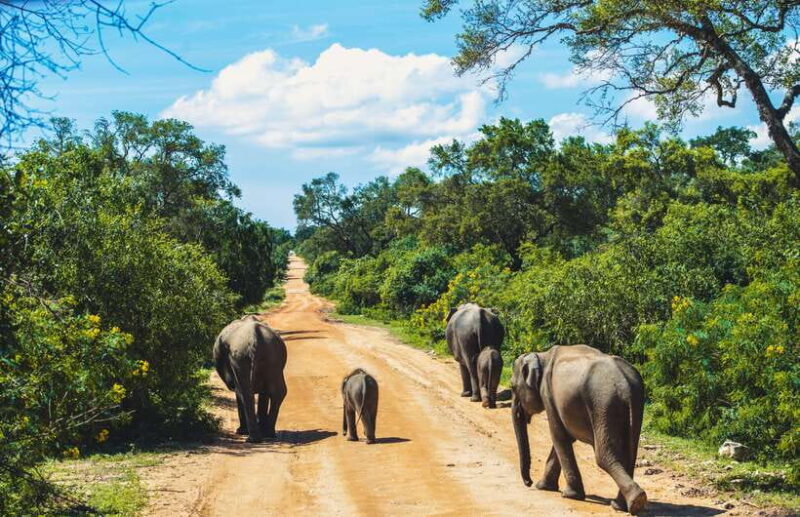 Yala National Park: Leopard Safari Half/Full-Day Safari - How the Itinerary Works: A Step-by-Step Breakdown