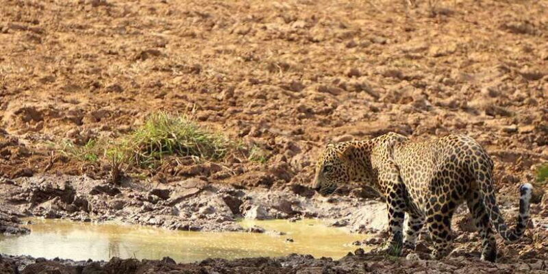 Yala National Park: Private Full Day Safari (04:00-18:00) - What Sets This Tour Apart?