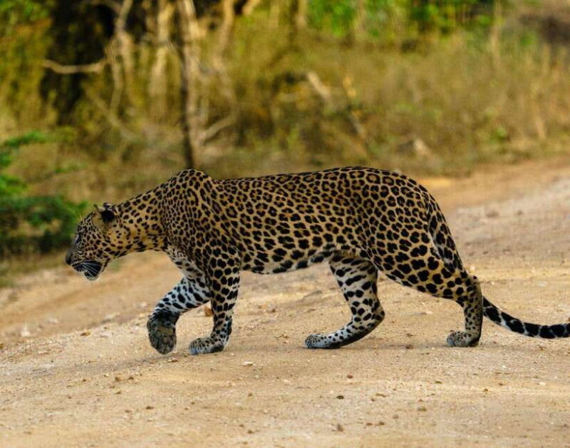 Yala National Park Safari : 7 hour Safari with Breakfast - The Sum Up
