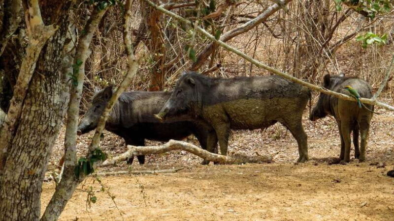 Yala National Park Safari from Weligama - The Itinerary: What to Expect
