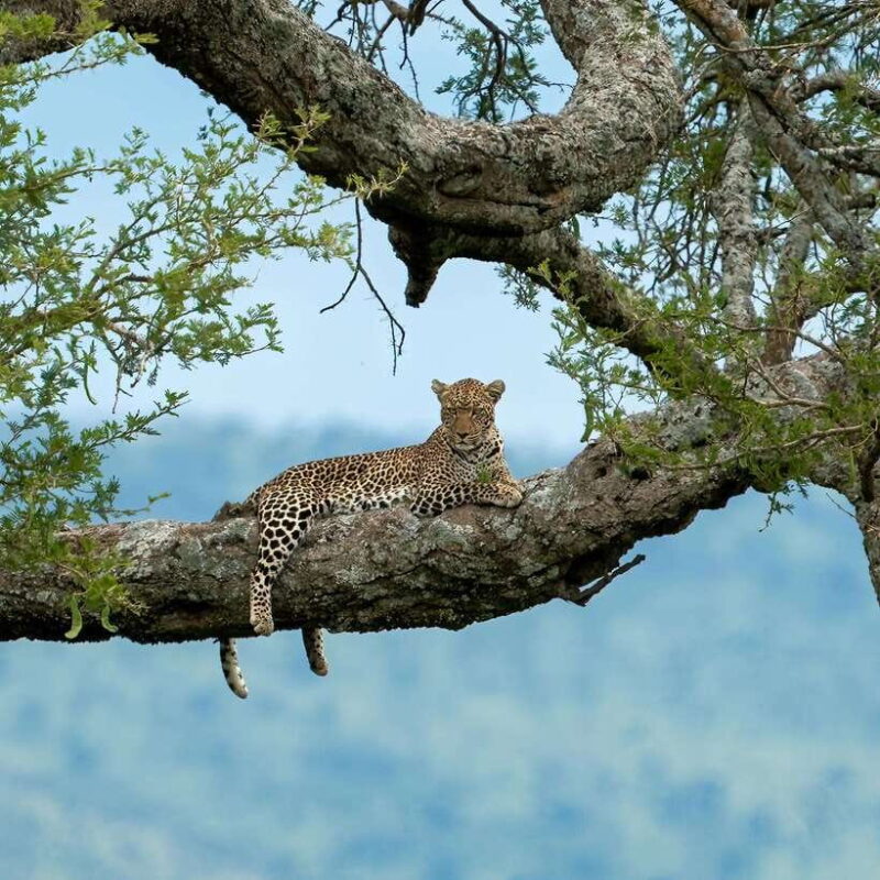 YALA SAFARI TOUR with Galle/Mirissa/Tangalle/Ella Transfers - Why This Tour Offers Good Value