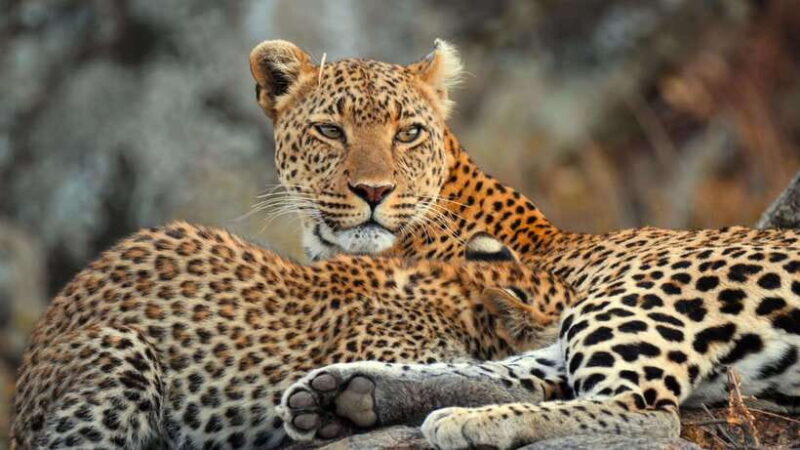 Yala Safari Tours from Ella/Mirissa/Hiriketiya/Tangalle - The Itinerary in Detail
