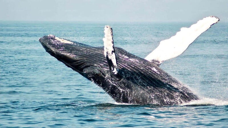 Yala Safari,Mirissa Whale Watching & Galle Fort Night Escape - Who Would Love This Tour?