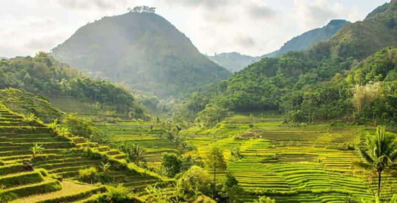 YOGYAKARTA; EXPLORE SELOGRIYO RICE FIELDS & MENDUT TEMPLE. - An In-Depth Look at the Tour Experience