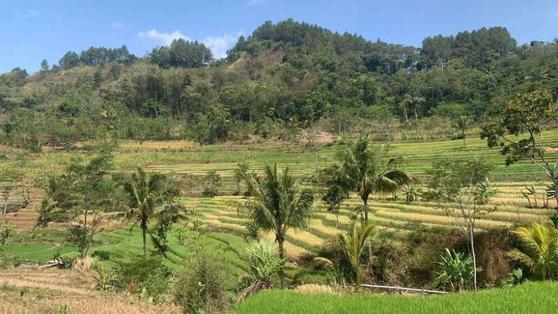 Yogyakarta: Selogriyo Temple and Candirejo Cycling Tour - Exploring the Experience