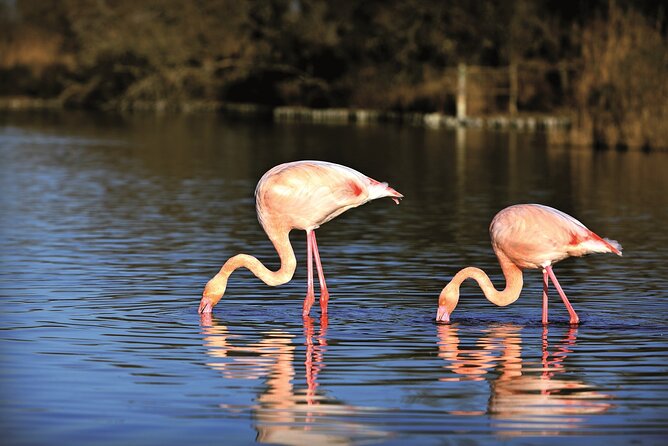 3.5 Hour Camargue 4x4 Safari from Le Grau-du Roi - Key Points