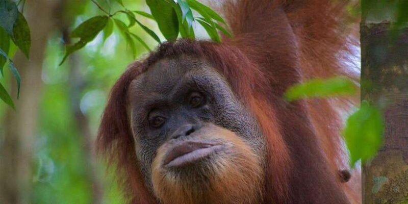 3 Days 2 Nights Orangutan Trek Bukit Lawang - Introduction