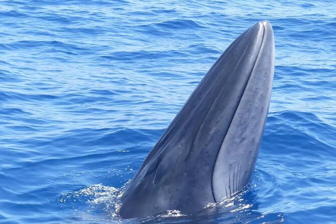 3-Hour Private Tour with Whale and Dolphin Watching - A Detailed Look at the Experience