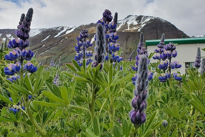 1-Hour Siglufjörður Stroll - Authentic Reviews and What They Reveal