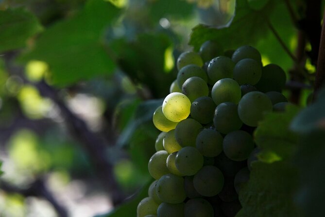 100% Champagne LOVER Tour:1 Iconic house visit+3 tastings & Lunch - Value and Cost Analysis