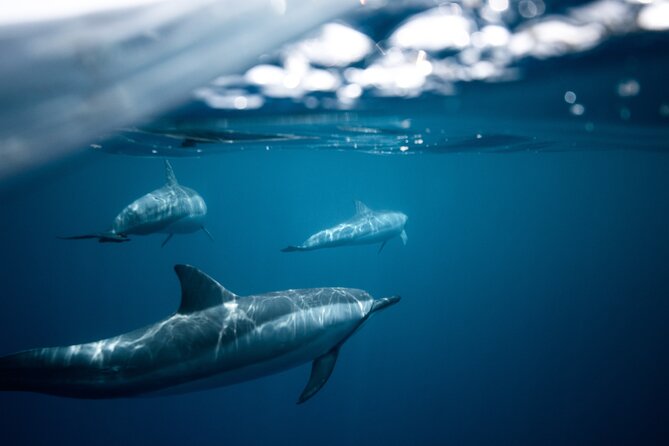 2-Hour Dolphin Guided Safari NP Brijuni from Fazana - The Sum Up