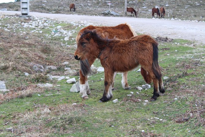 4X4 Tour - Discovering Serra d´ Arga - Practical Aspects