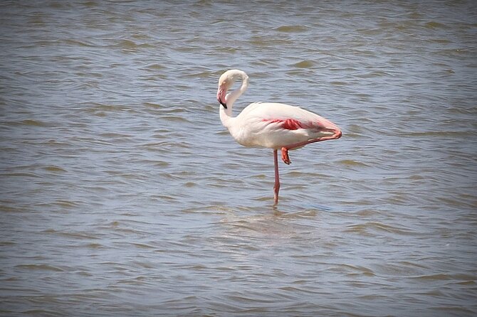 Aigues Mortes: 4x4 photo safari in the Camargue - Final Thoughts: Is It Worth It?