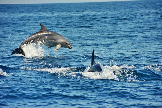 Albufeira Dreamer Boat Trip - Reviews: Authentic Voices and What They Reveal