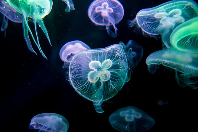 Antalya Aquarium, Wax Museum, Snow World, Wild Park, XD Cinema - FAQs