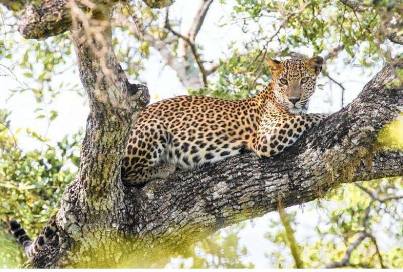 Anuradhapura: Morning or Evening Safari at Wilpattu -Private - How the Tour is Structured