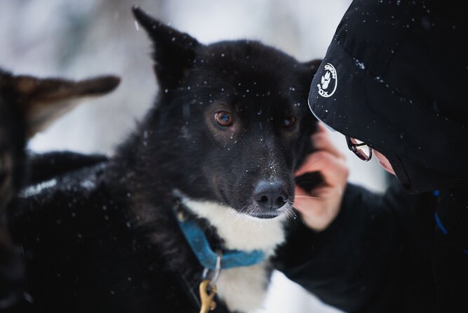 Arctic Circle Highlights Family Day - Who Is This Tour Best For?