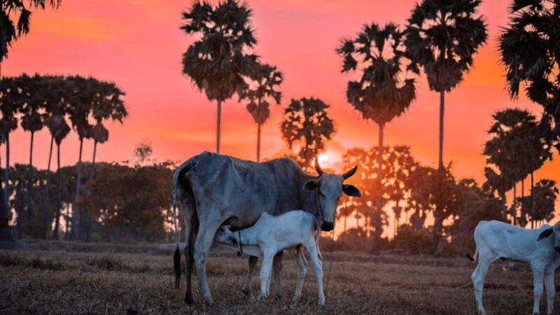 Authentic Siem Reap: Tuk Tuk Countryside and Sunset Tour - Authentic Experiences That Shine