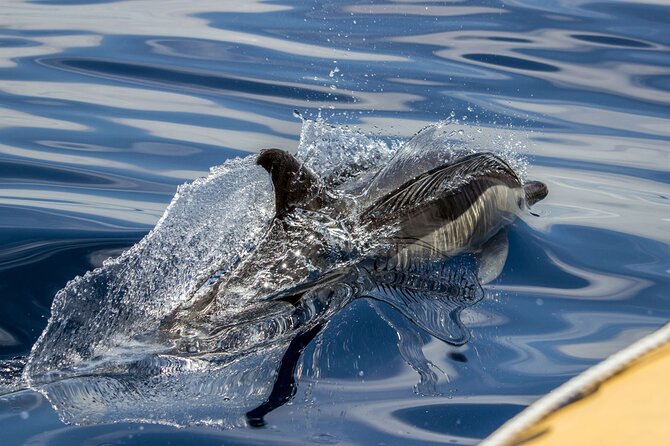 Azores Whale Watching & Islet Boat Tour - The Sum Up