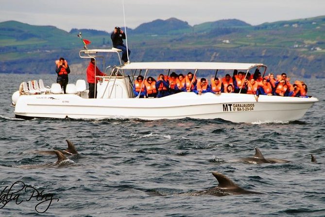 Azores Whale Watching Tour  Ponta Delgada - The Value of the Experience