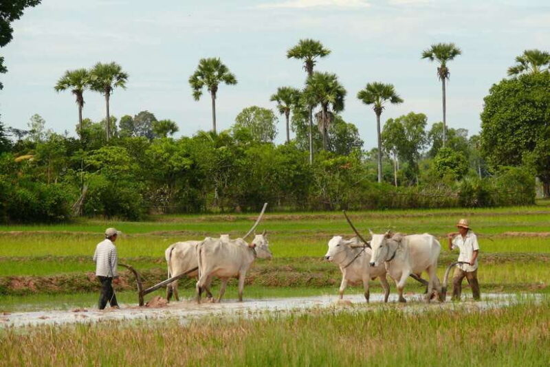Back to Basics: Siem Reap Village Tour in Cambodia - FAQs