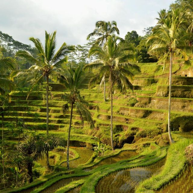 Bali Bliss: Dolphin Lovina Private Expedition - Is This Tour Right for You?
