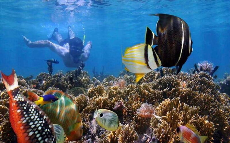 Bali Blue Lagoon Snorkeling Tour - Is It Worth the Price?