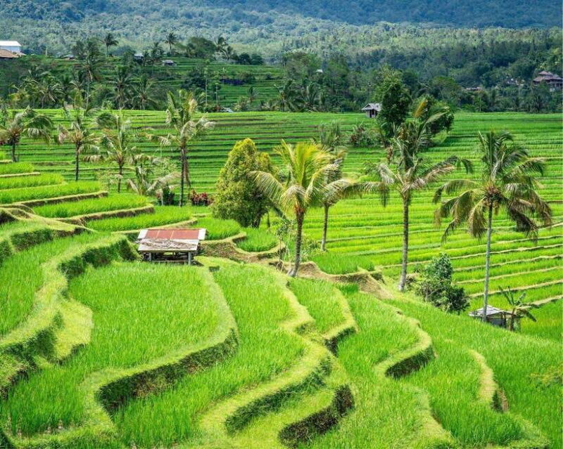 Bali: Jatiluwih, Ulun Danu Beratan, Handara, and Leke Leke - Who Will Love This Tour?
