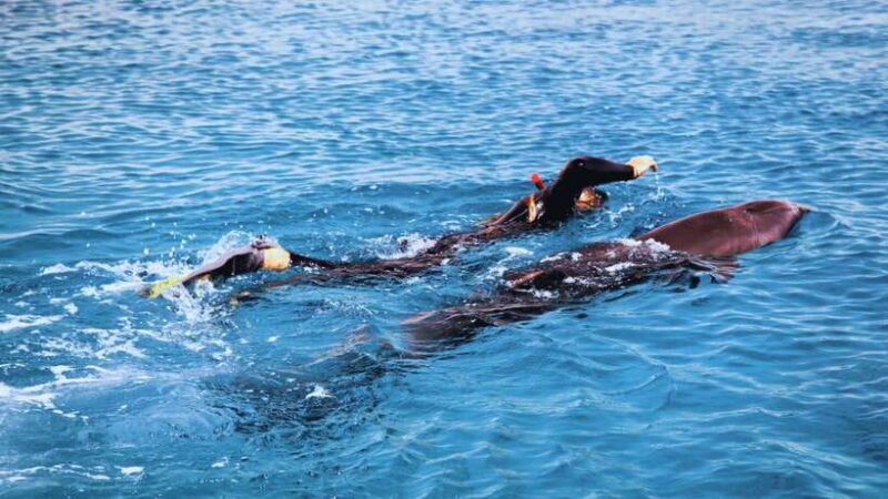 Bali/Lovina: Dolphin Snorkeling, Swimming & Waterfall Tour - Authentic Encounters and Practical Tips