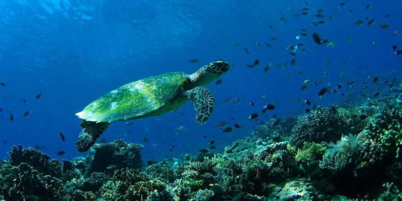 Bali: Padangbai Blue Lagoon Scuba Diving - Final Thoughts: Is This Tour Worth It?