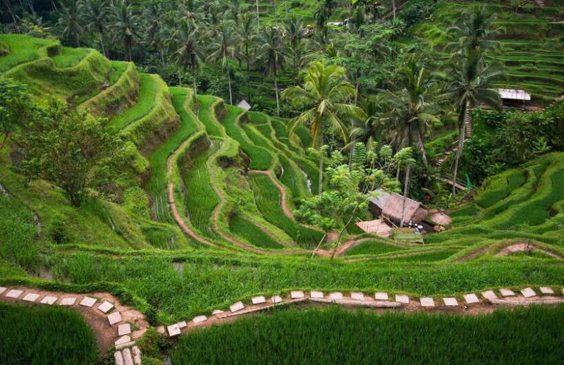 Bali: Quad Bike Adventure with Ubud Monkey Forest Tour - The Practicalities: What’s Included and What to Know