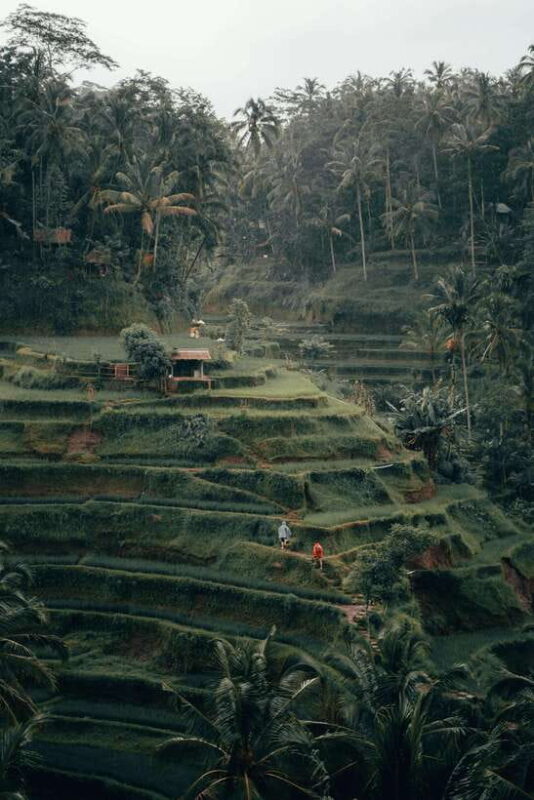 Bali: Sunrise Kintamani Jeep Tour with Monkey Forest - FAQ