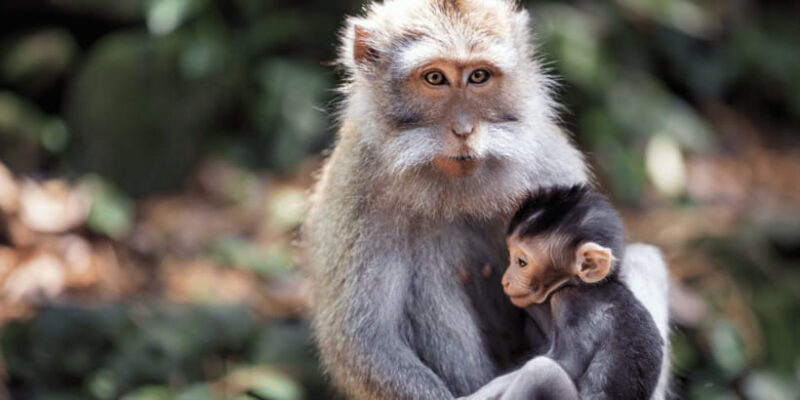 Bali: Ubud Rice Terraces, Monkey Forest & Waterfall Tour - Authentic Insights from Past Travelers