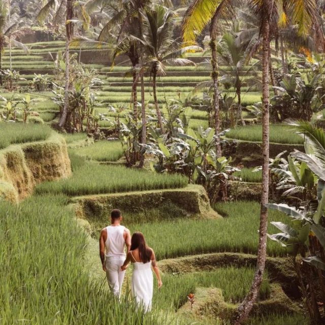 Bali Ubud Tour Best of Ubud Higlight with private Transfers - Tirta Empul: Sacred Water and Spiritual Cleansing