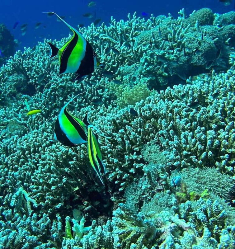 Bantayan Island: Intro Freediving Experience - FAQs