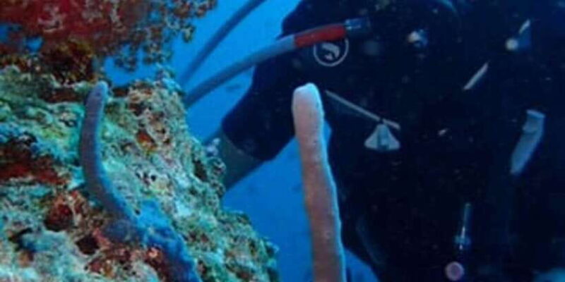 Basic Fun Dive at Menjangan Island - Who Will Love This Tour?