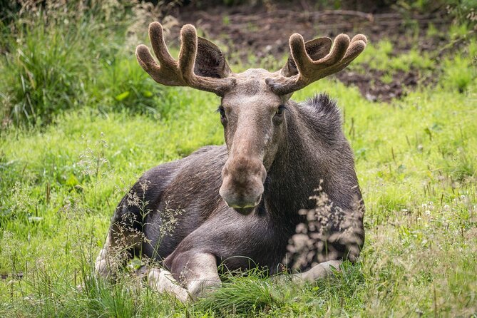 Bear and Arctic Animals 2 Day Trip from Rovaniemi - Authentic Experiences That Stick With You