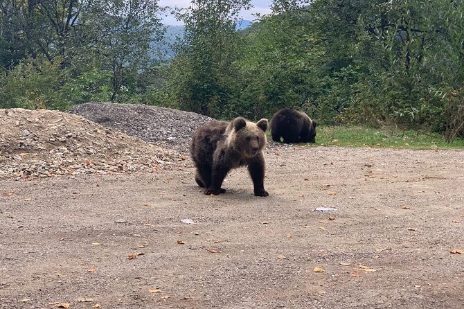Bear Sanctuary & Rasnov Fortress - Private day tour from Bucharest - The Sum Up: Is This Tour Right for You?