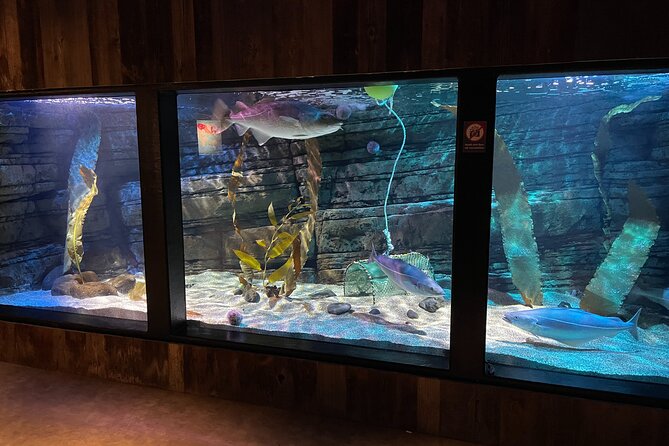 Beluga and Puffin Sanctuary Visitor Centre with Aquarium - Final Thoughts